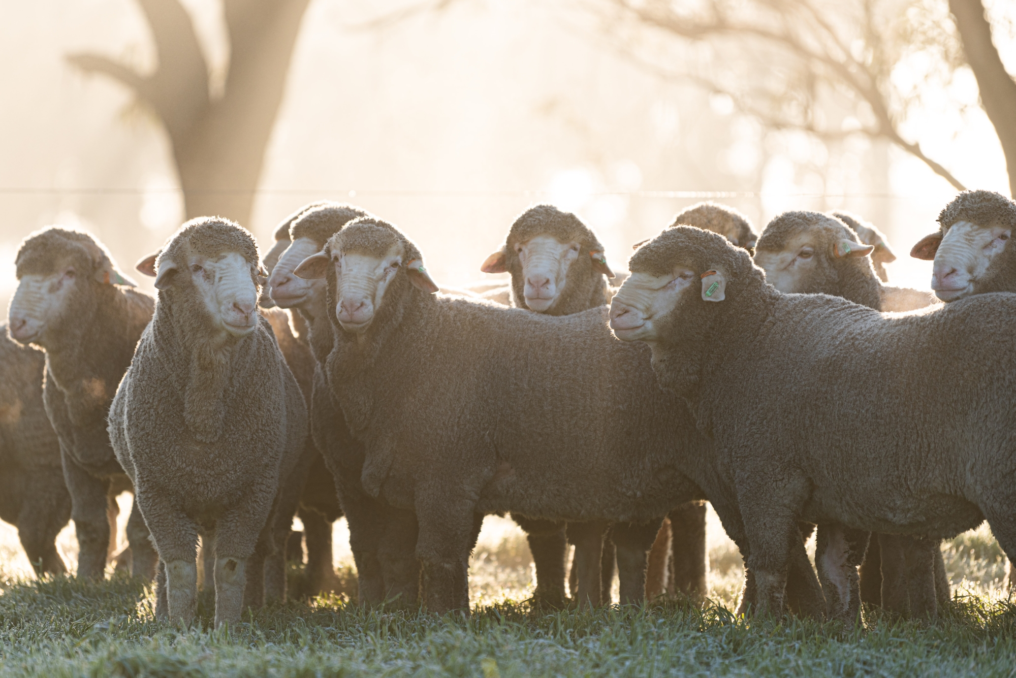 Paraway Pastoral Company Australia – Paraway Pastoral owns and operates ...