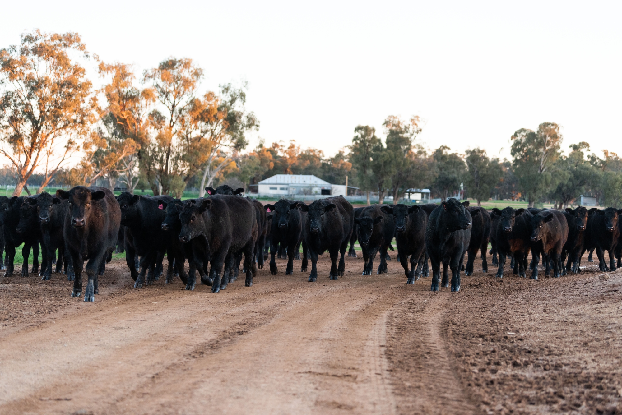 Paraway Pastoral Company Australia – Paraway Pastoral owns and operates ...